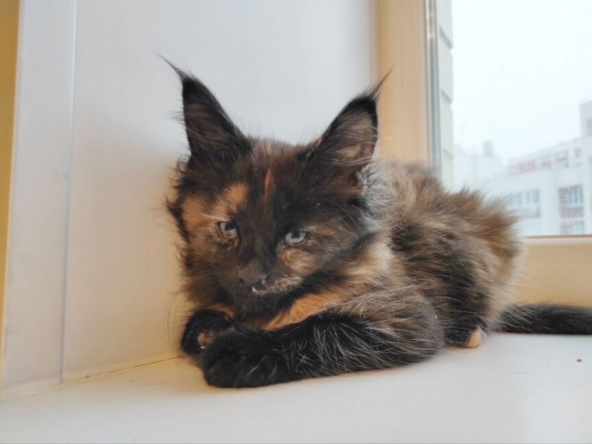 Мейн-кун девочка черепаха