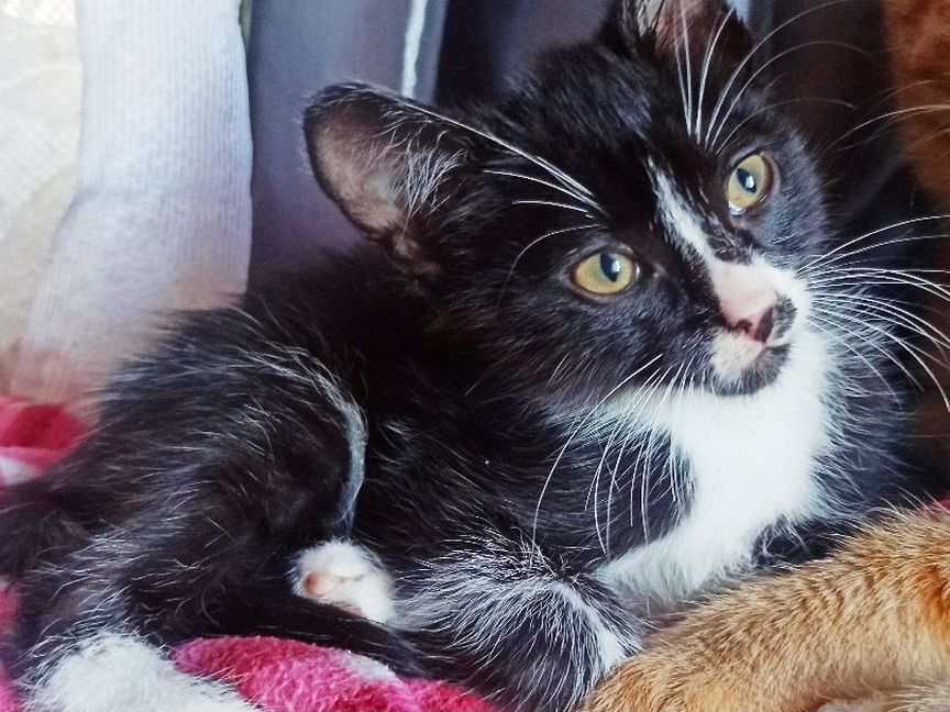 Котенок мальчик бесплатно