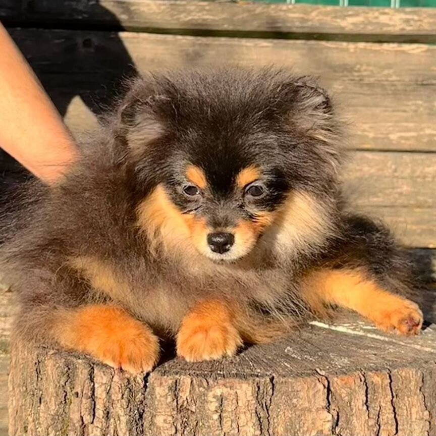 Померанский шпиц девочка 3,5 месяца