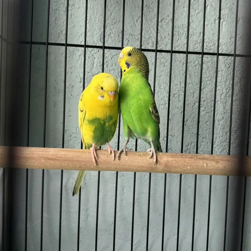 Волнистый попугаи с клеткой