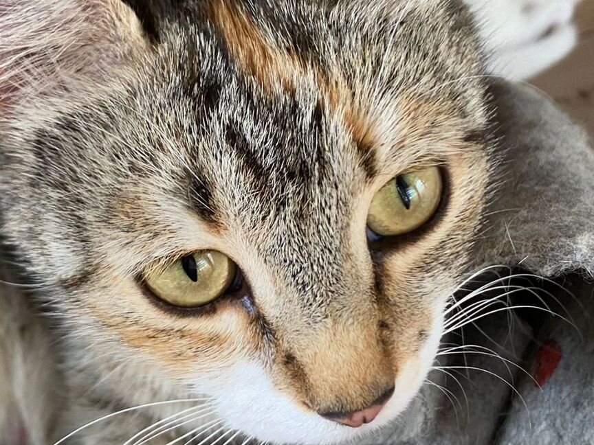 Кошки в добрые руки бесплатно