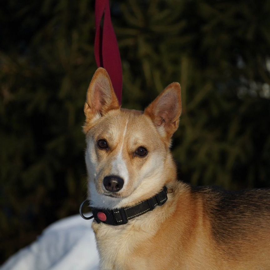 Маленькая собачка для квартиры