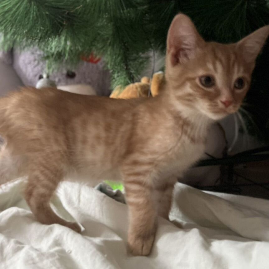 Котята бесплатно