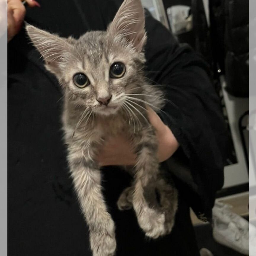 Котёнок в добрые руки