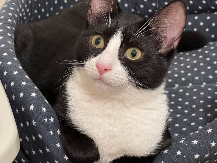 Молодая кошечка в добрые руки