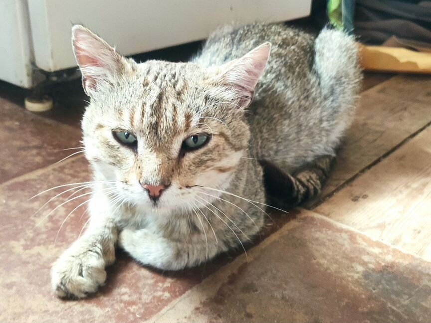 Кот, потерялся на даче, ищет дом