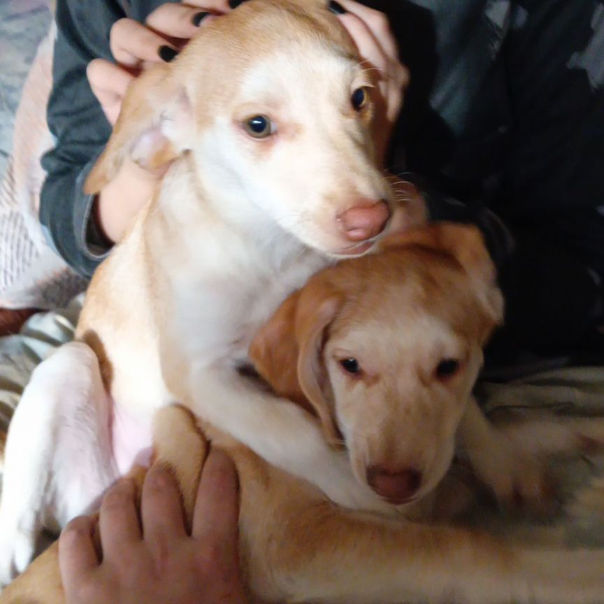 Щенки