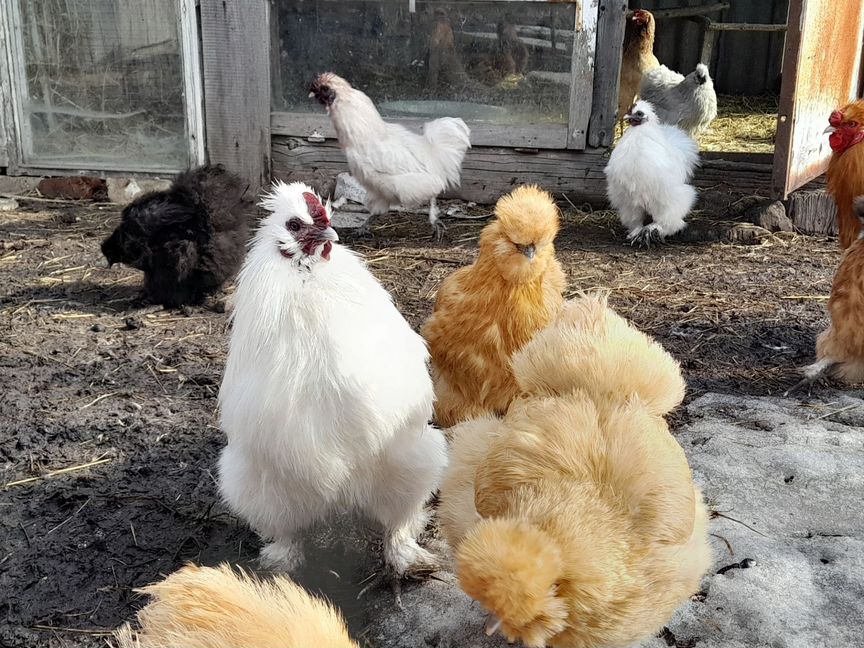 Курочки и петушки китайской шелковой