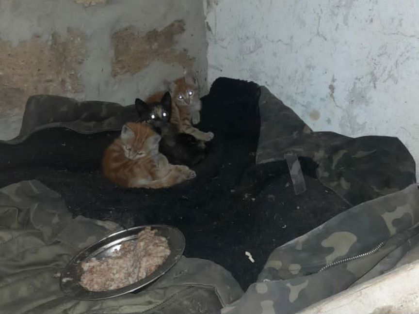 Котята в добрые руки