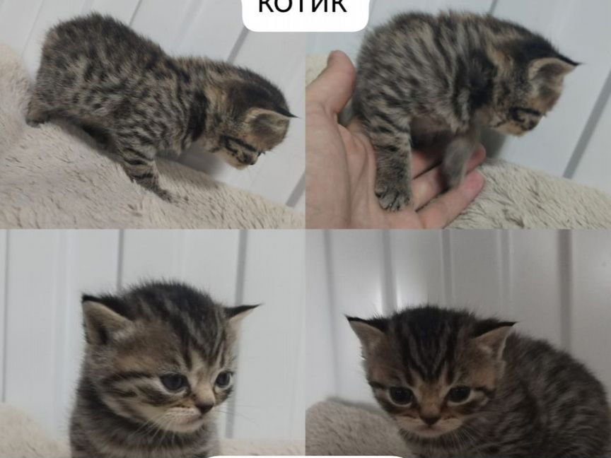 Шотландский котёнок