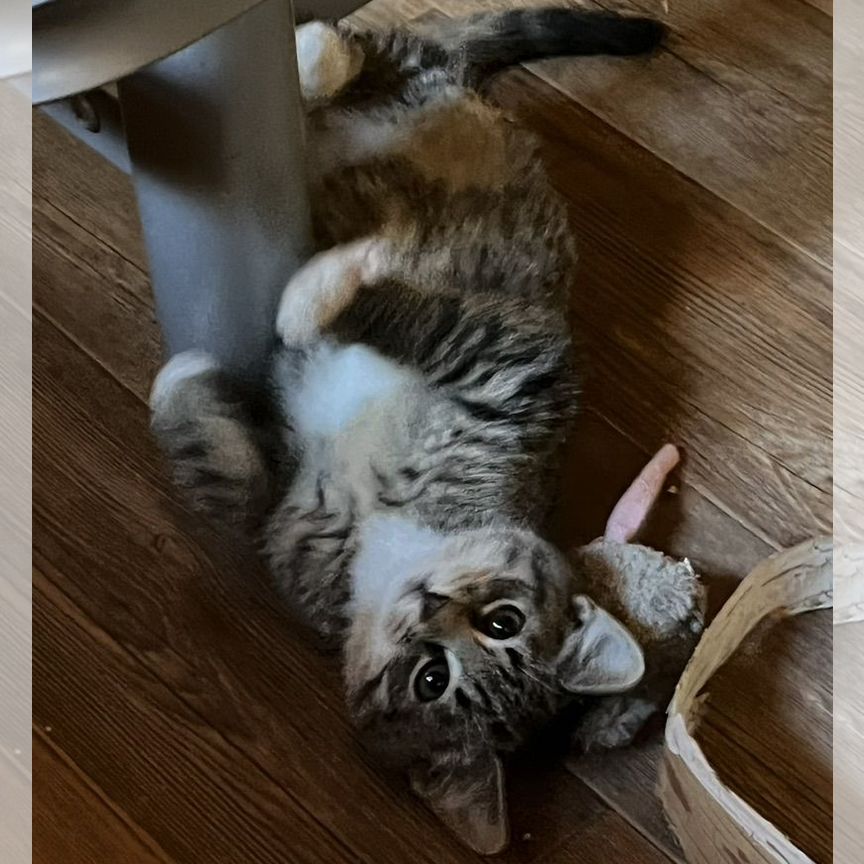 Котенок Марсель