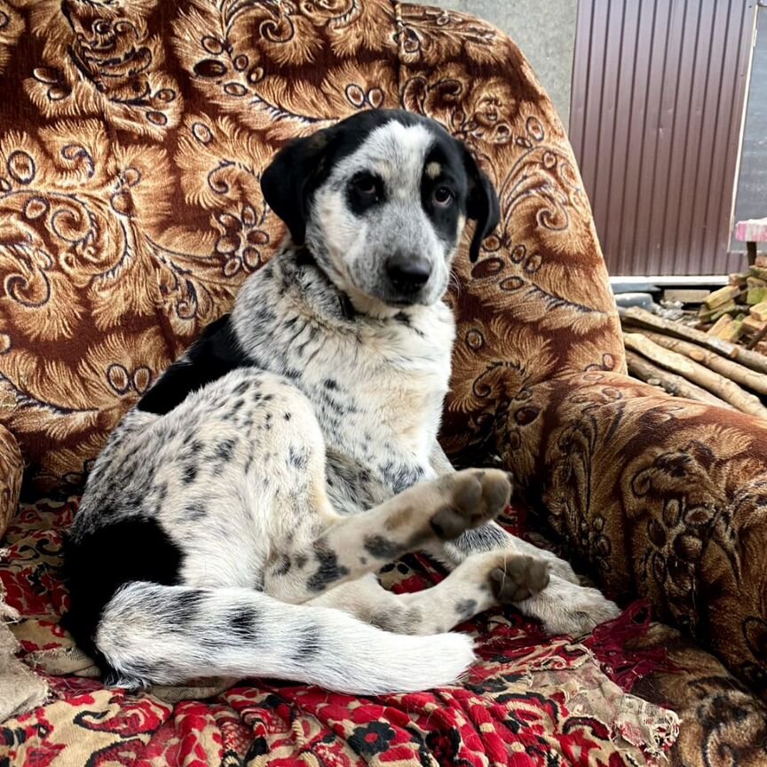 Собака в поисках семьи