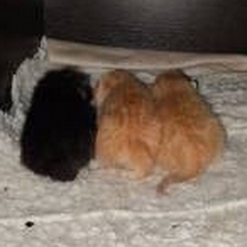 Сибирский котёнок