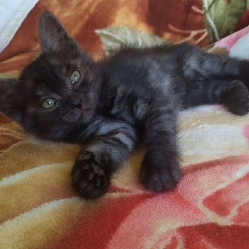 Британский длинношёрстный котёнок