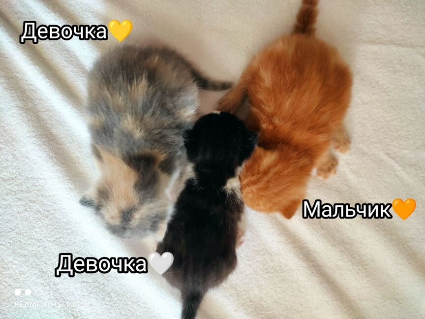 Кошка и котята