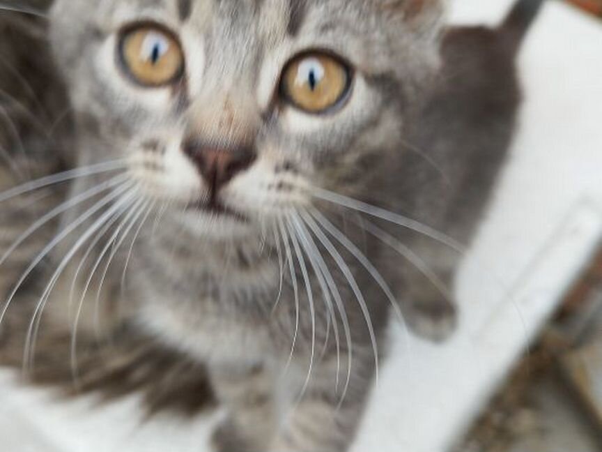 Котик шерхан