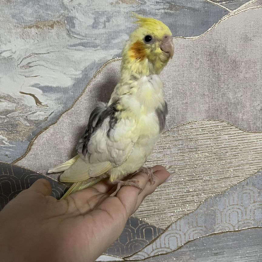 Попугай корелла (птенец)
