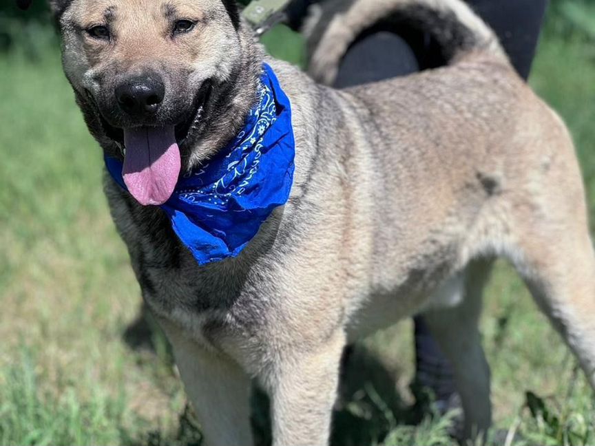 Шикарный пес ищет маму