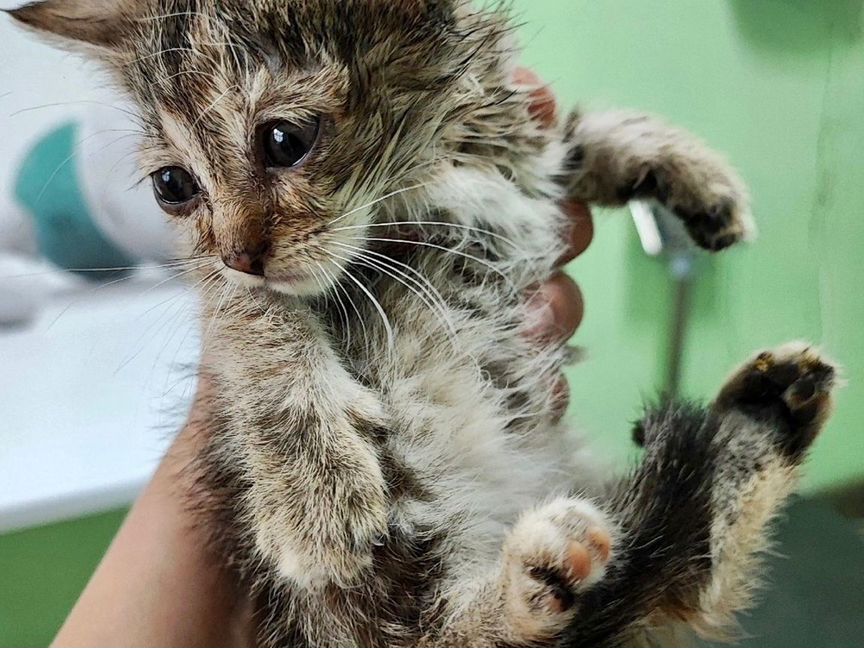 Котята в новый дом