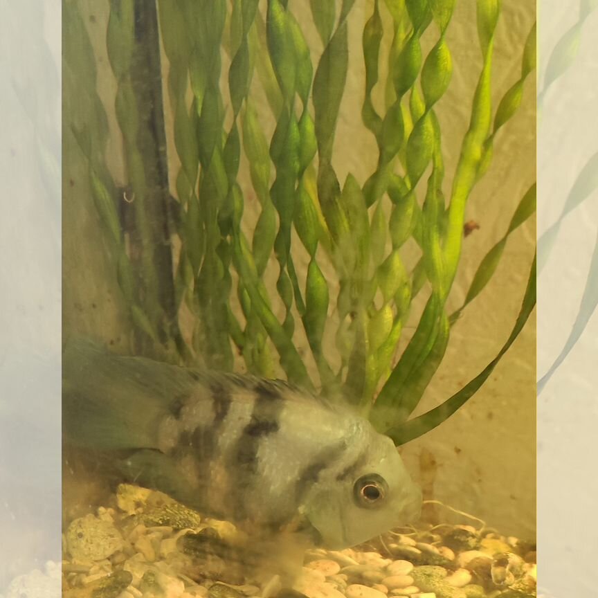 Сапфировый попугайчик