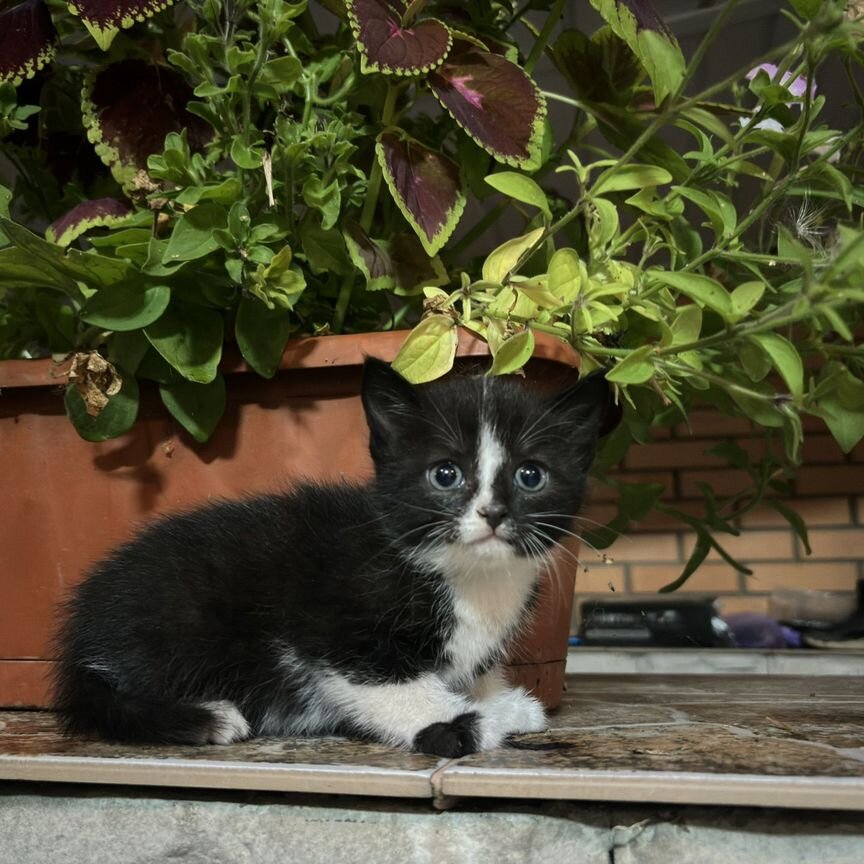 Кошечка в добрые руки