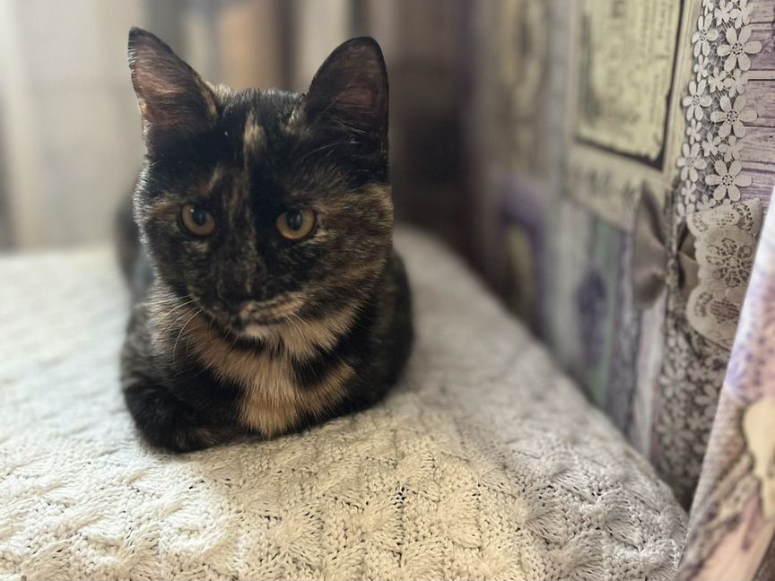 Трехцветная киса,котенок