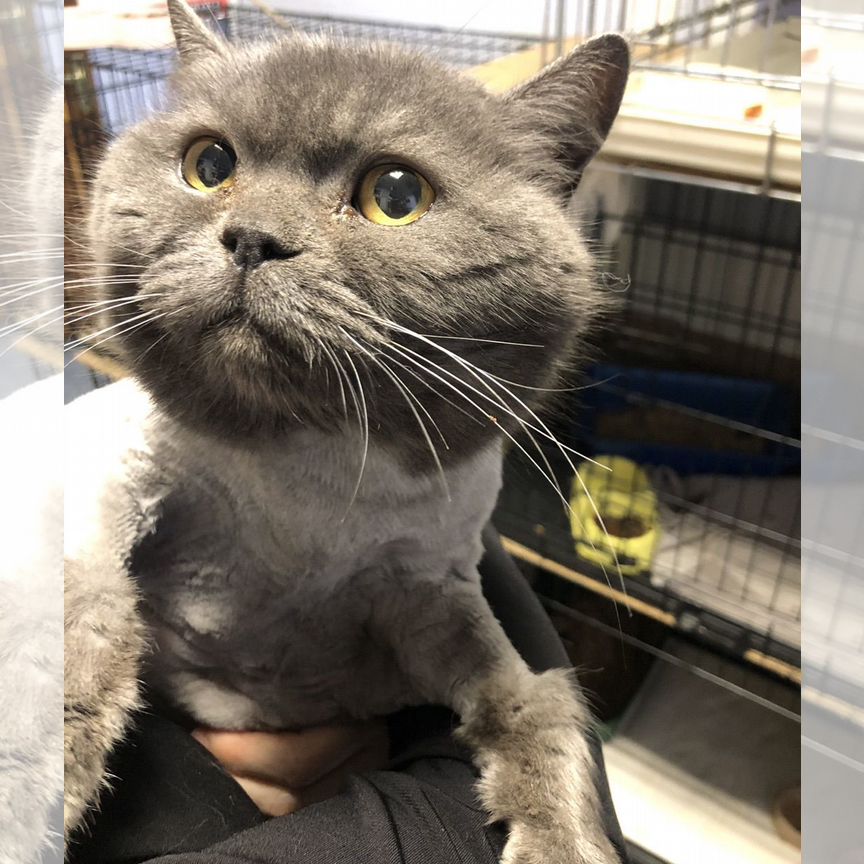 Британская длинношёрстная кошка, взрослая