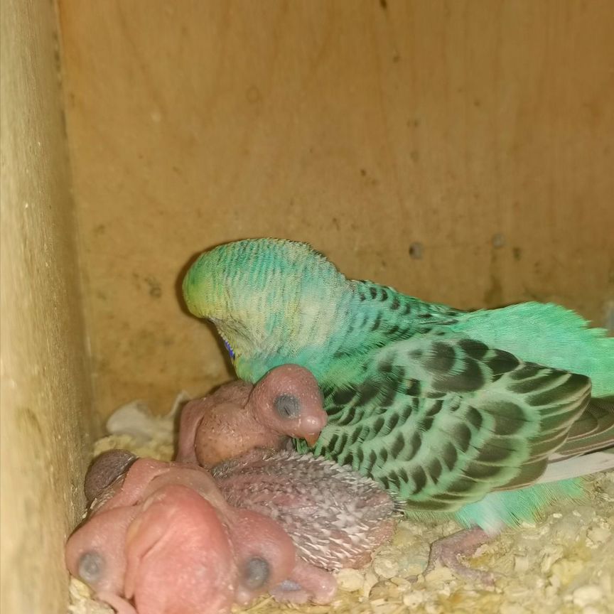 Волнистые попугайчики (принимаю бронь)