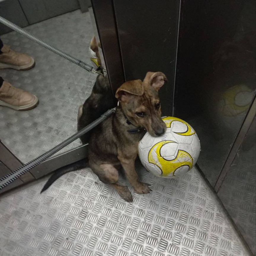 Наигрались и выкинули