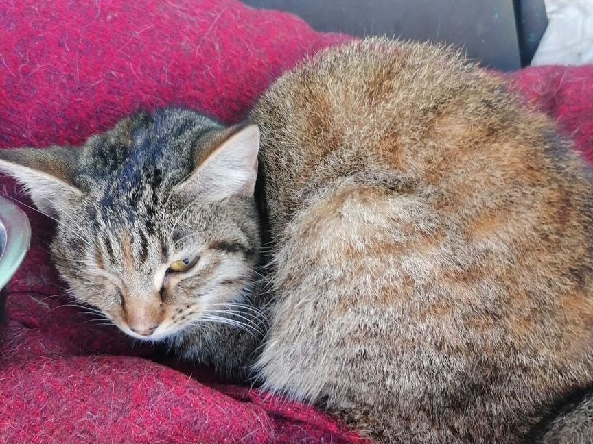 Кошка со сломанным хвостом