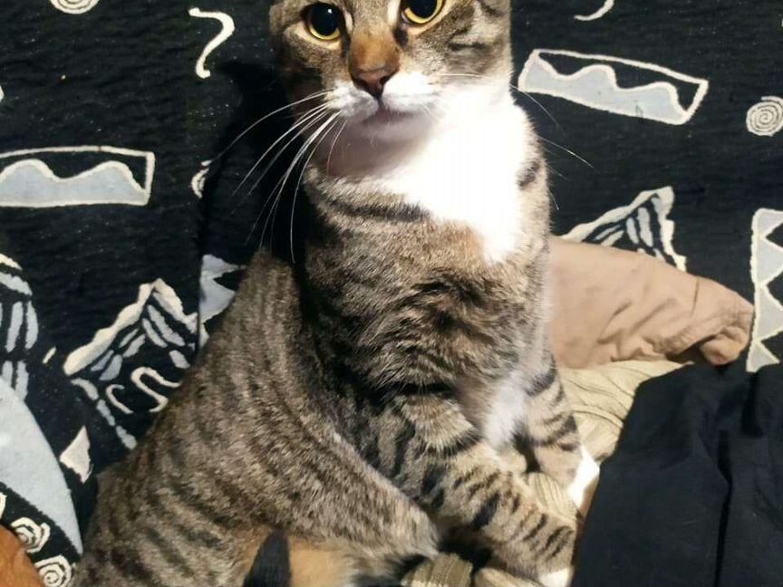 Котик бесплатно