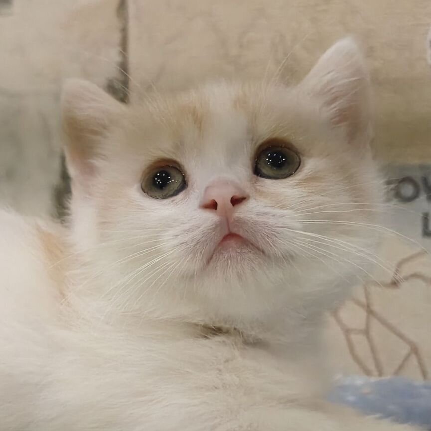Манчкин котёнок