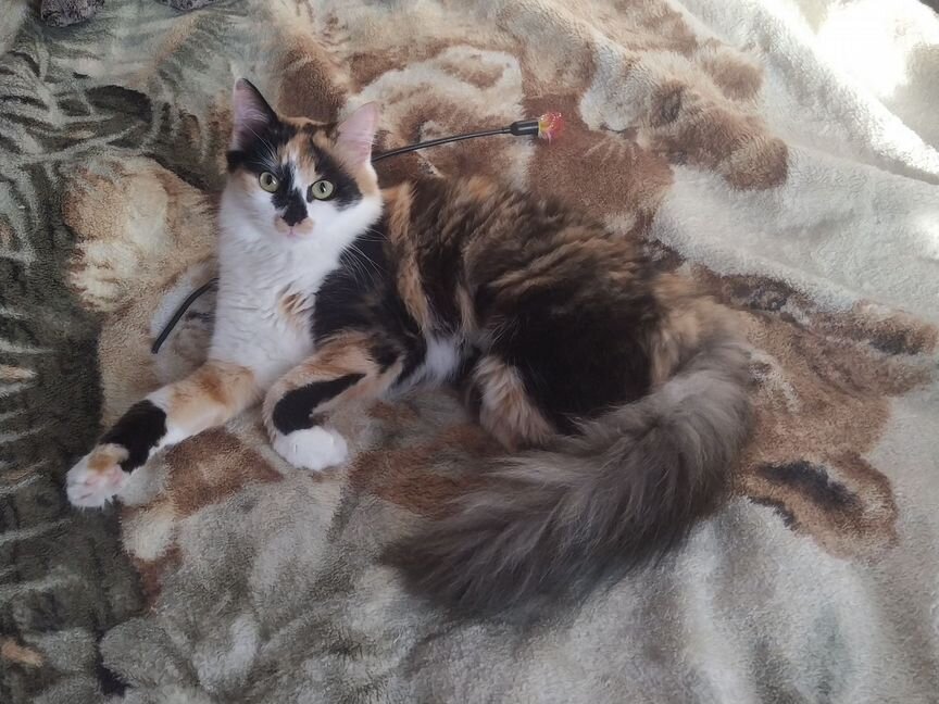 Молодая кошка