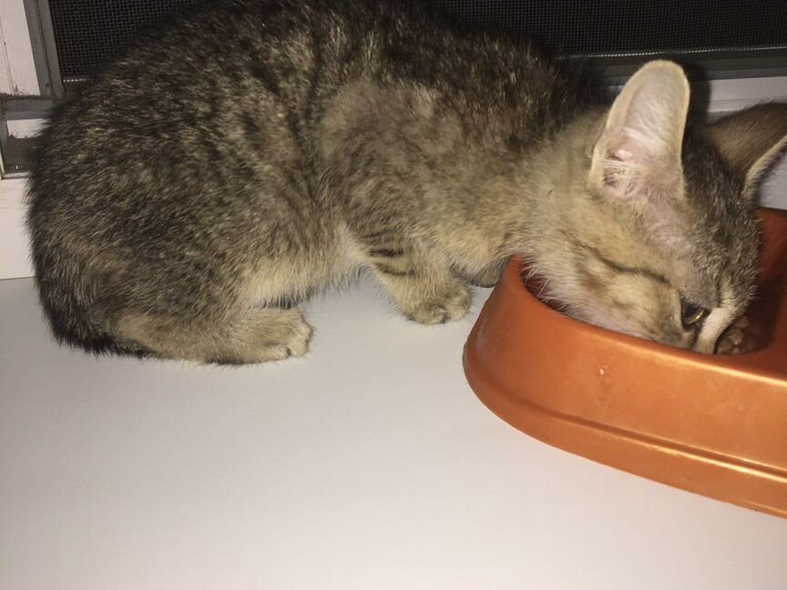 Котята в добрые руки мальчики полтора месяца