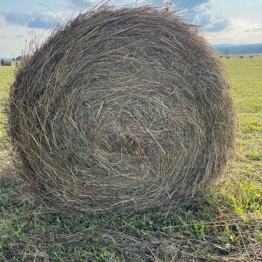 Сено в рулонах