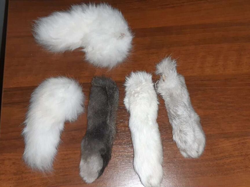 Лапки и хвосты кроличьи