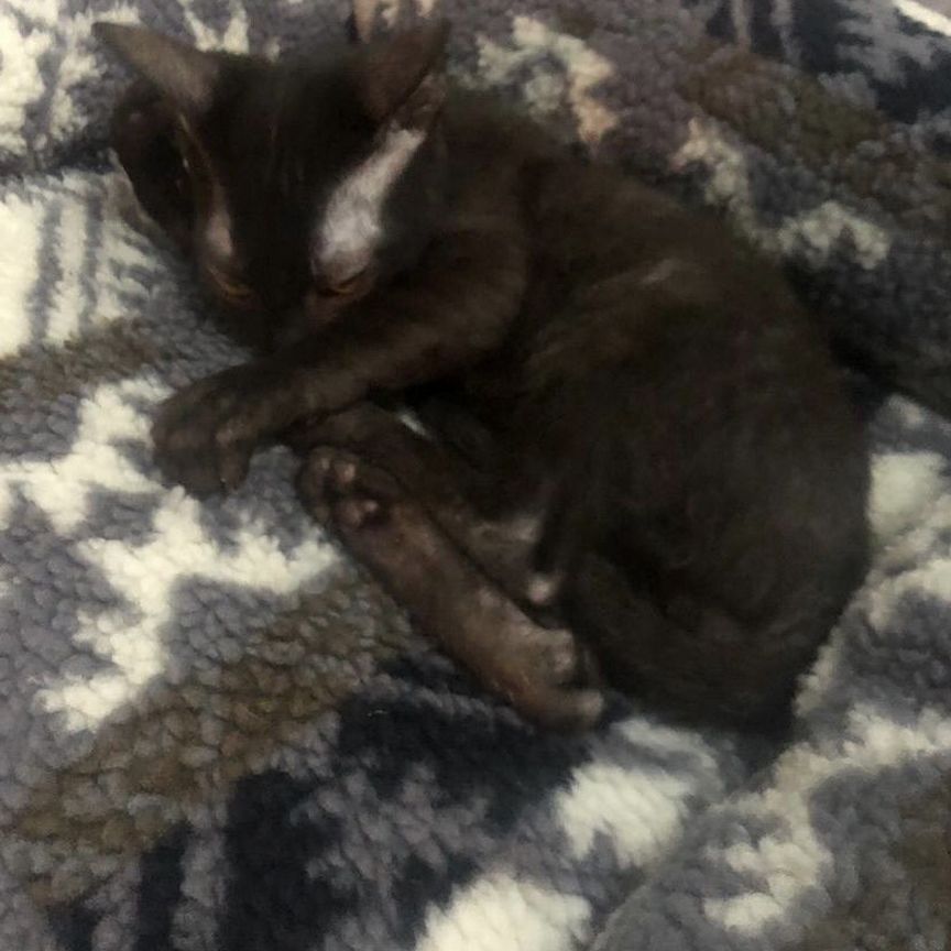 Ориентальная кошка