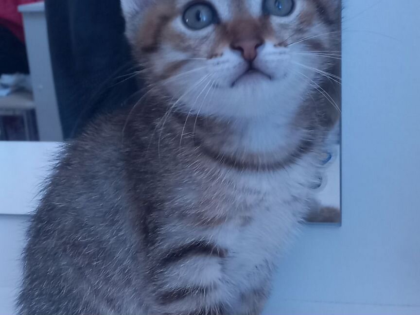 Кошка