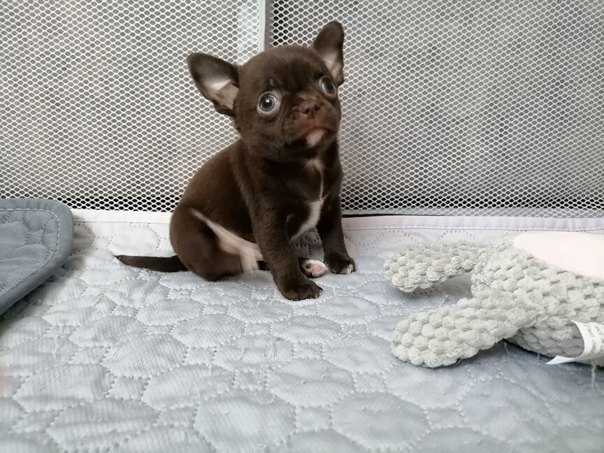 Мини шоколадный зайчик