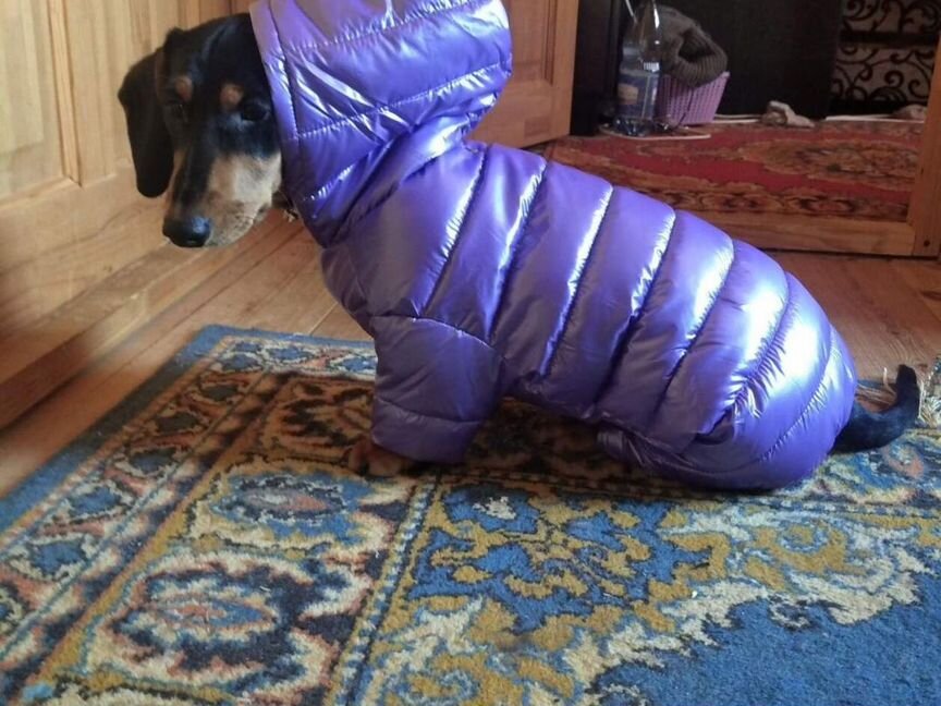 Вещи для собаки