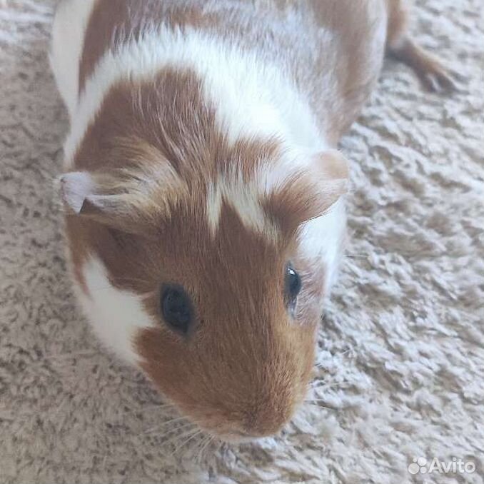 Морская свинка скинни