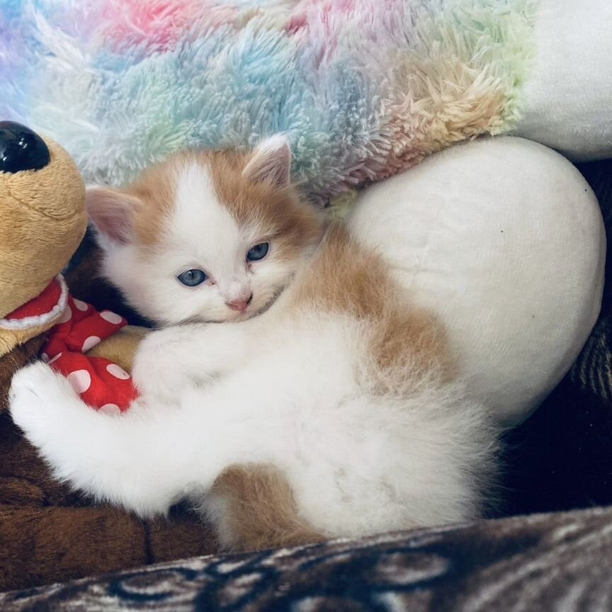 Котенок