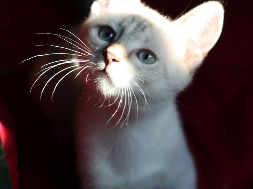 Котенок ищет семью