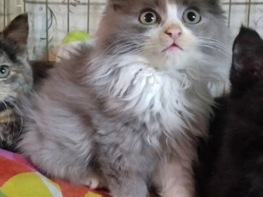 Кошечка ищет дом