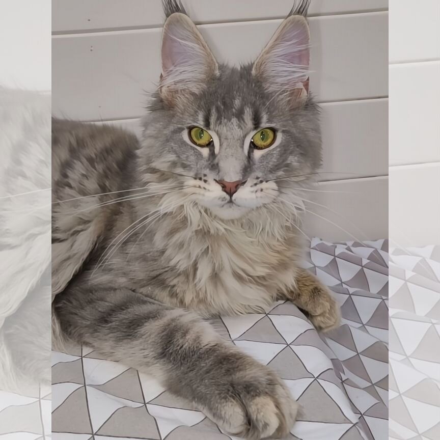 Мейн-кун котёнок