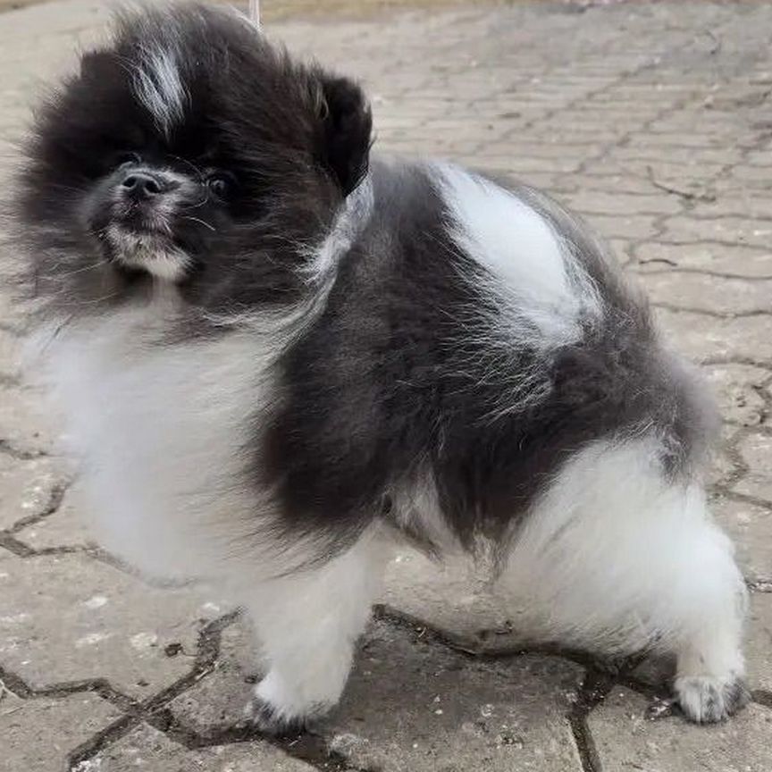 Померанский шпиц, щенок