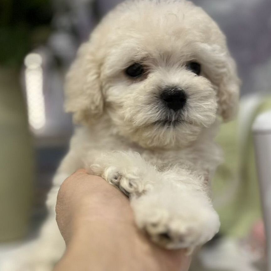 Мальтипу ф1 мини