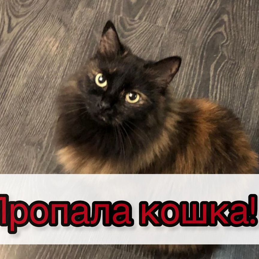 Кошка