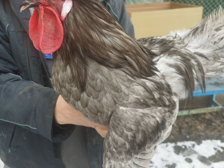 Петух доминант (голубое яйцо)