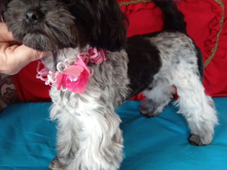 Милый парень болонка